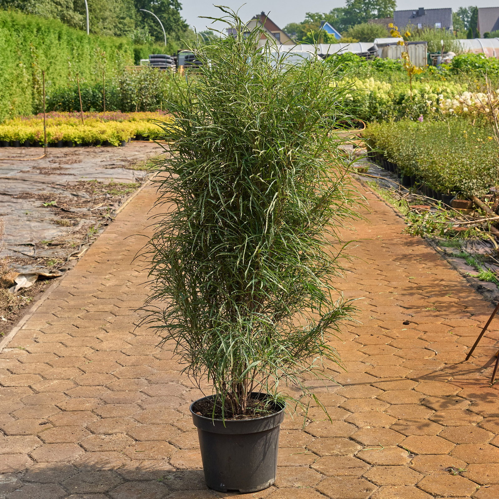 Säulen-Faulbaum - Rhamnus frangula Fine line | jetzt günstig online kaufen!