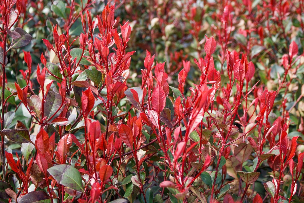 Glanzmispel Robusta Compacta - Photinia fraseri Robusta Compacta ...