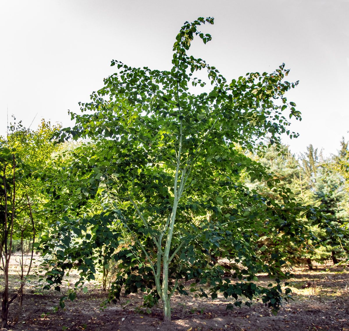 Streifen Ahorn Viper - Acer davidii Viper günstig kaufen