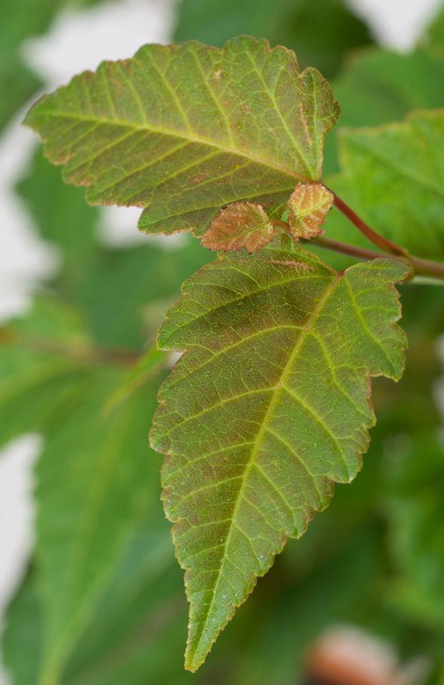 Davidsahorn - Acer davidii günstig kaufen