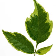 acer negundo elegans