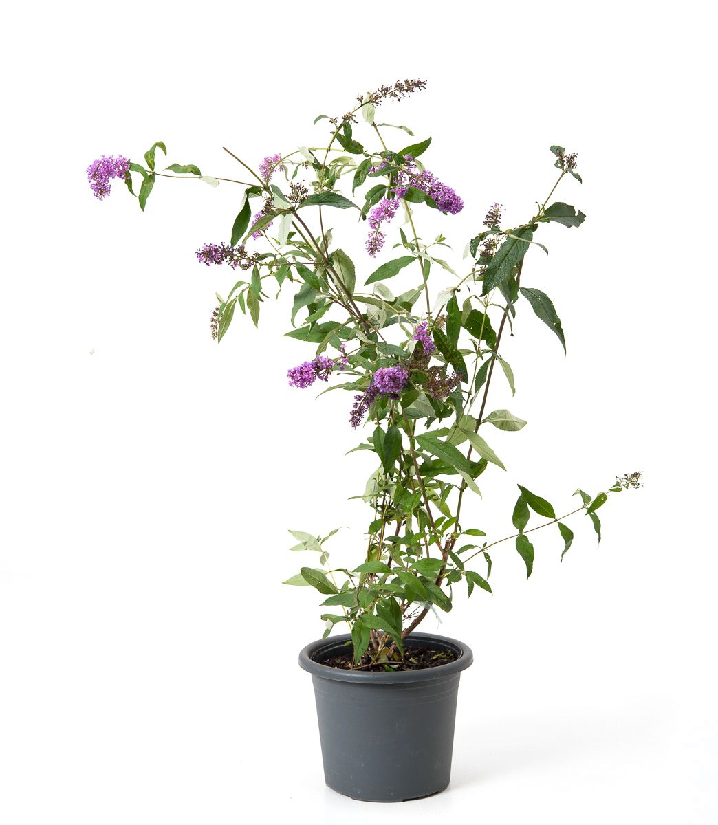 Sommerflieder Border Beauty - Buddleja davidii Border Beauty günstig kaufen