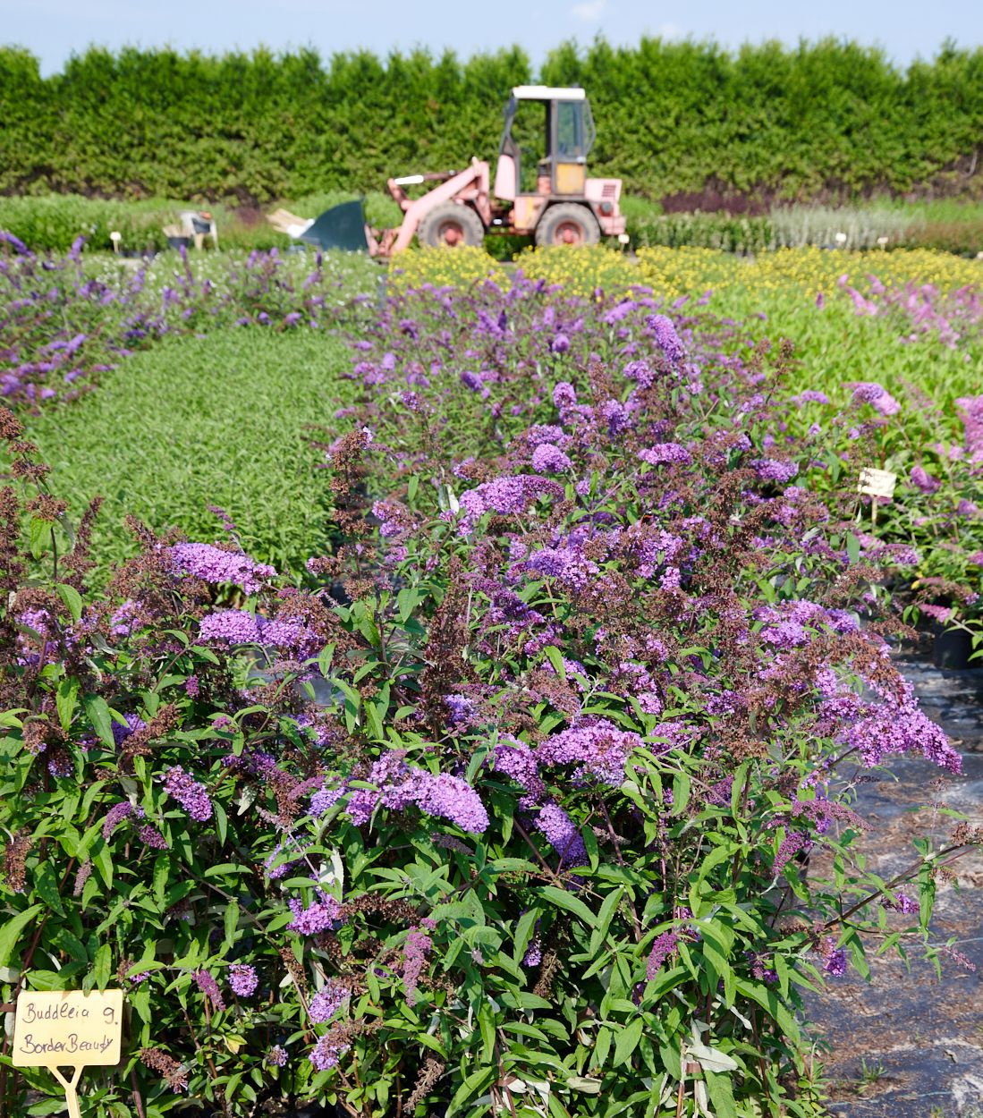 Sommerflieder Border Beauty - Buddleja davidii Border Beauty günstig kaufen