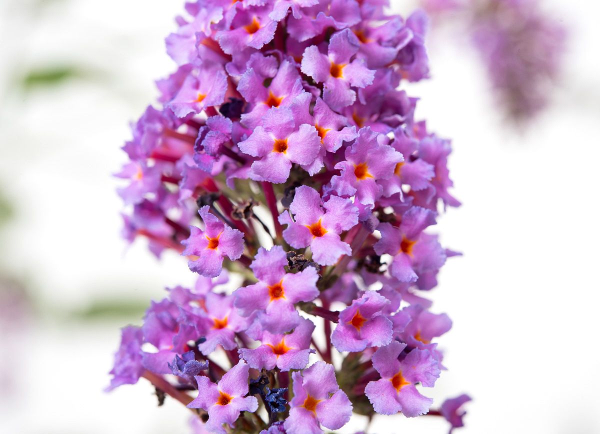 Sommerflieder Border Beauty - Buddleja davidii Border Beauty günstig kaufen