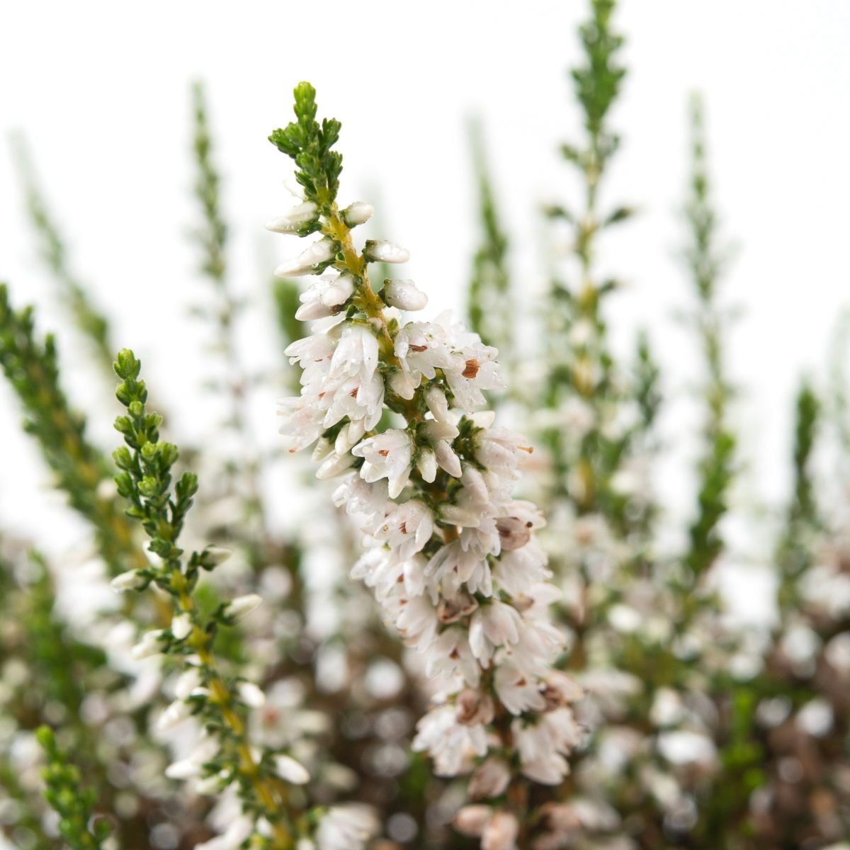 Besenheide Spring Cream - Calluna vulgaris Spring Cream günstig kaufen