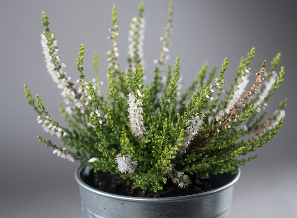 Besenheide Spring Cream - Calluna vulgaris Spring Cream günstig kaufen