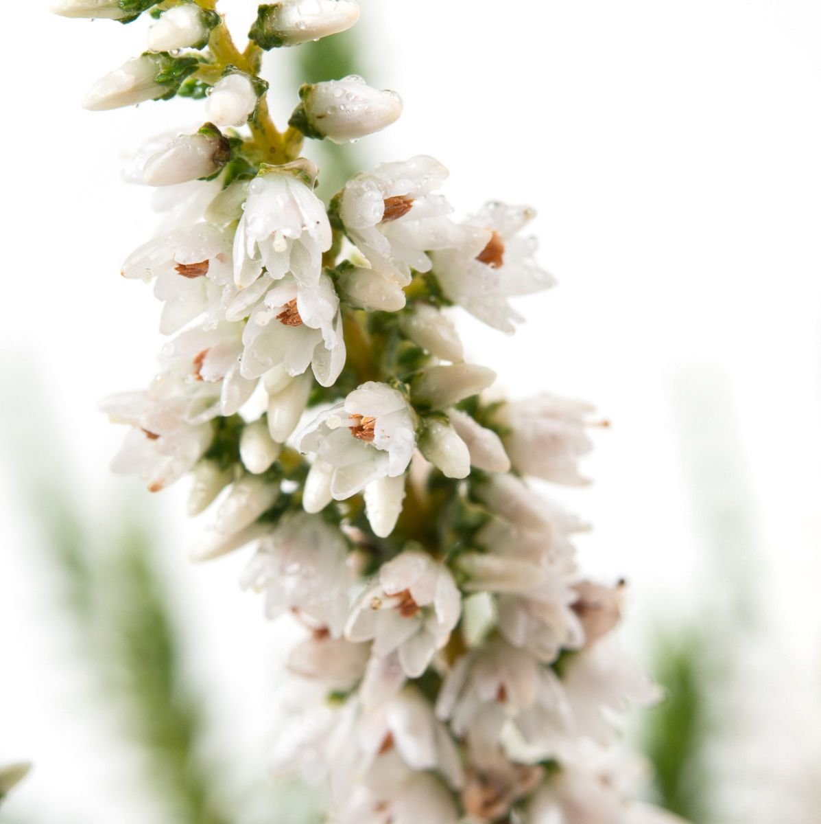 Besenheide Spring Cream - Calluna vulgaris Spring Cream günstig kaufen