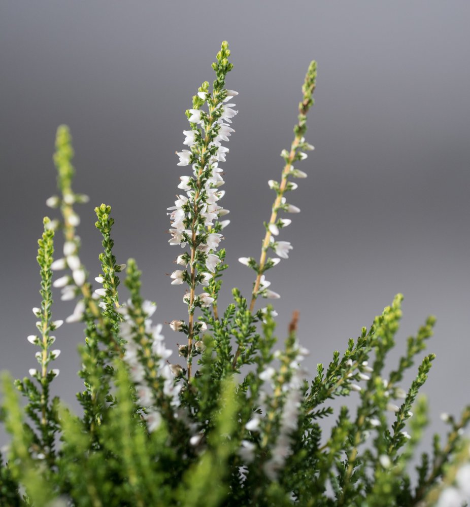 Besenheide Spring Cream - Calluna vulgaris Spring Cream günstig kaufen