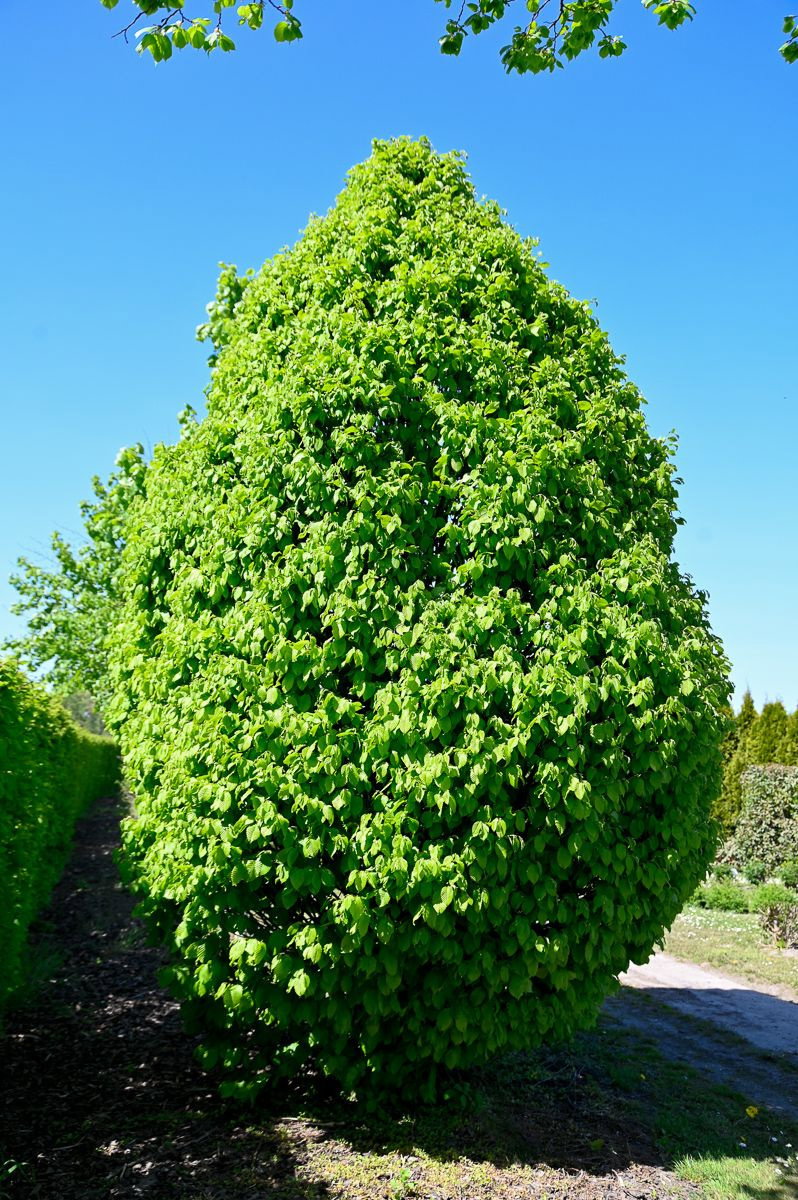 Hainbuche Frans Fontaine - Carpinus betulus Frans Fontaine günstig kaufen