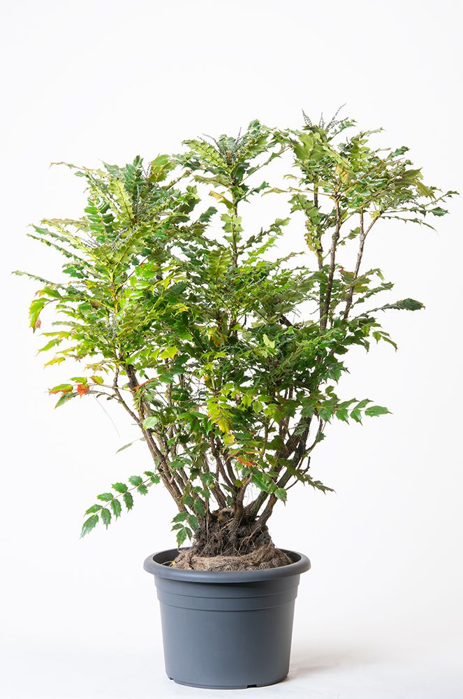 Mahonie Winter Sun - Mahonia media Winter Sun günstig online kaufen