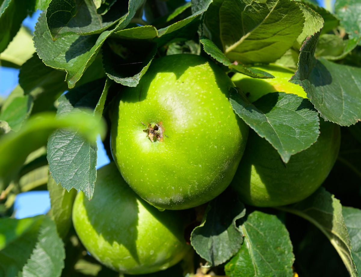 Apfel Jacob Lebel - Malus Jacob Lebel günstig kaufen