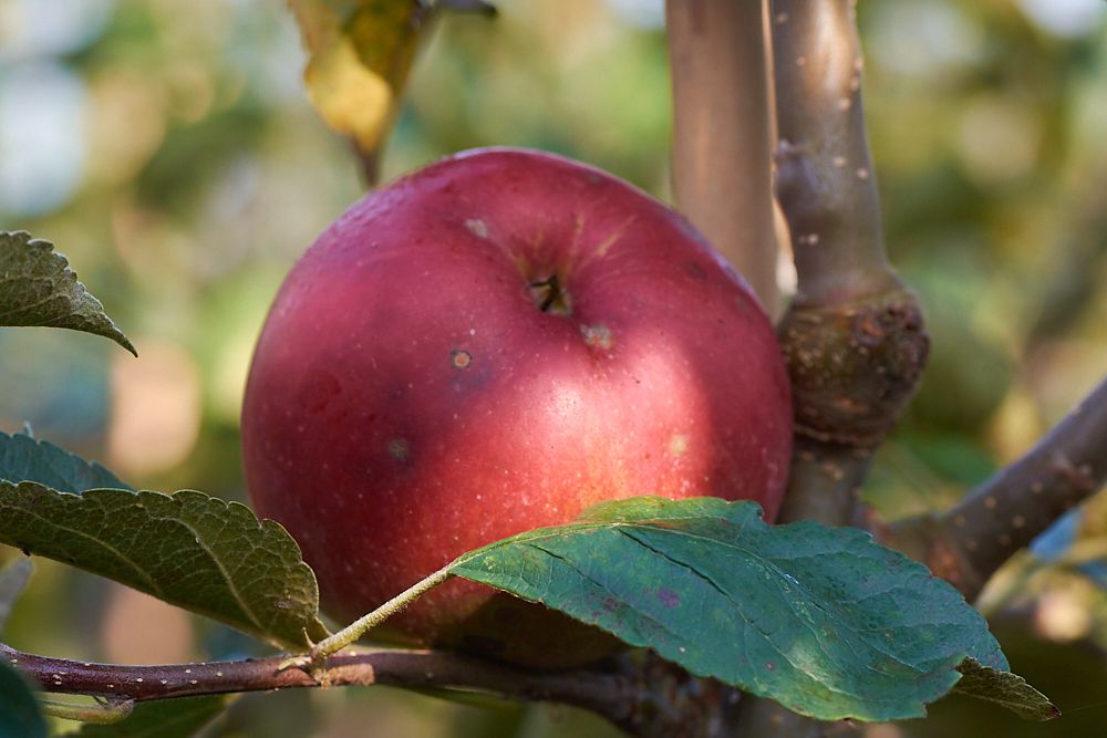 Apfel Jacob Lebel - Malus Jacob Lebel günstig kaufen