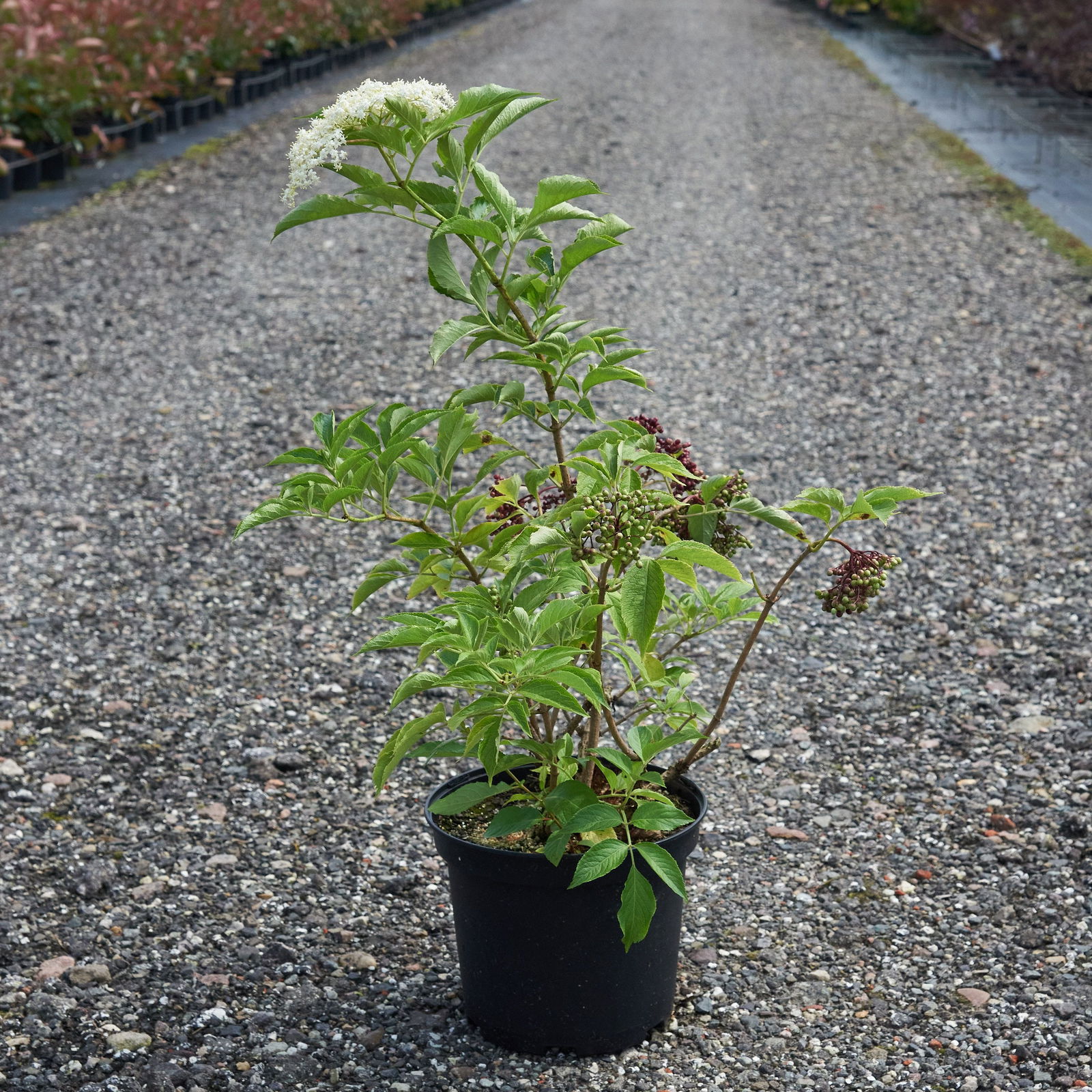 Schwarzer Holunder Haschberg - Sambucus nigra Haschberg günstig kaufen