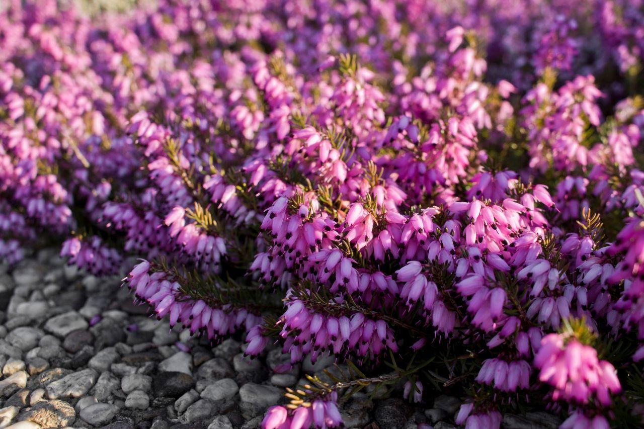 Schneeheide Ruby Glow - Erica carnea Ruby Glow günstig kaufen