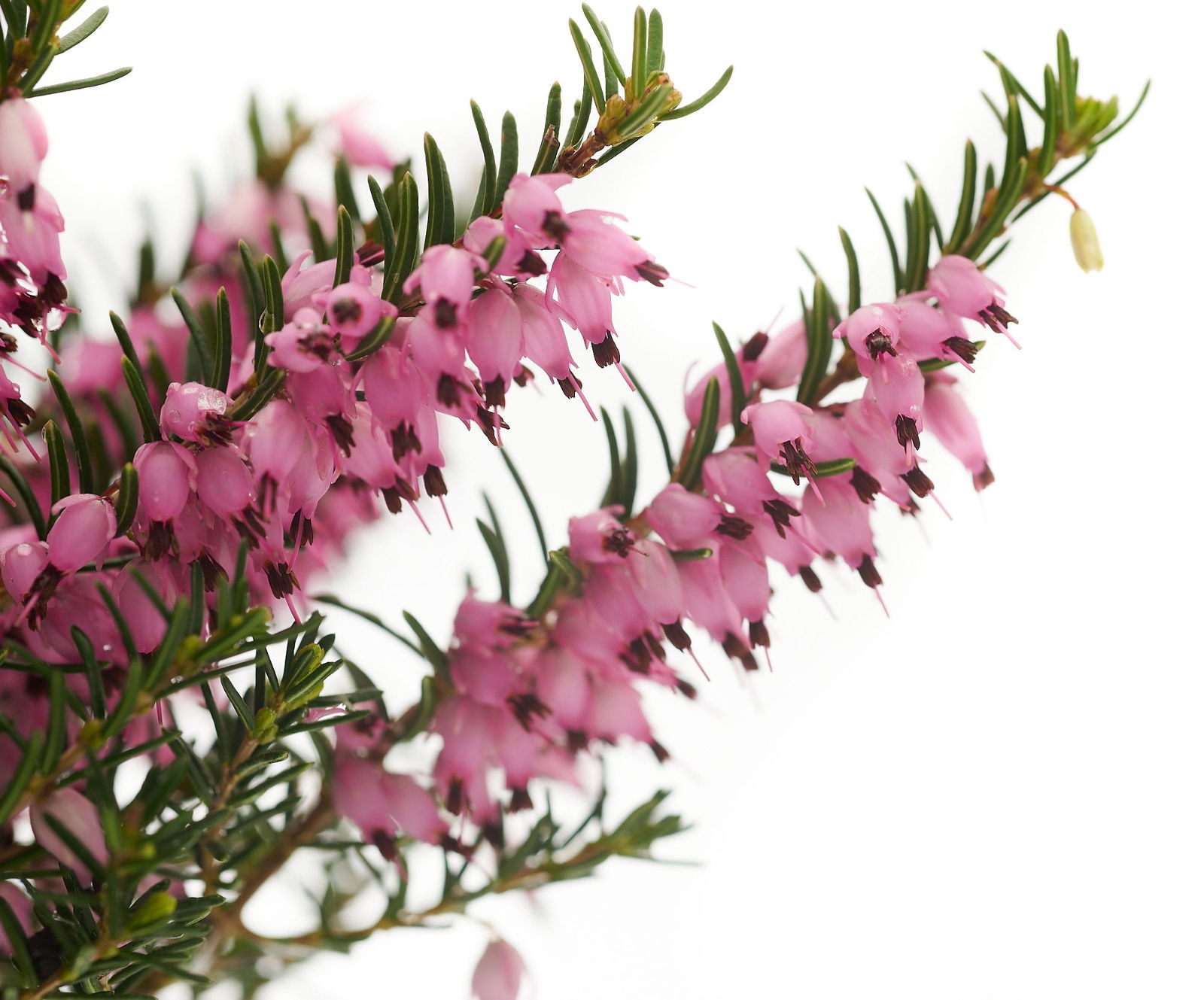 Schneeheide Ruby Glow - Erica carnea Ruby Glow günstig kaufen