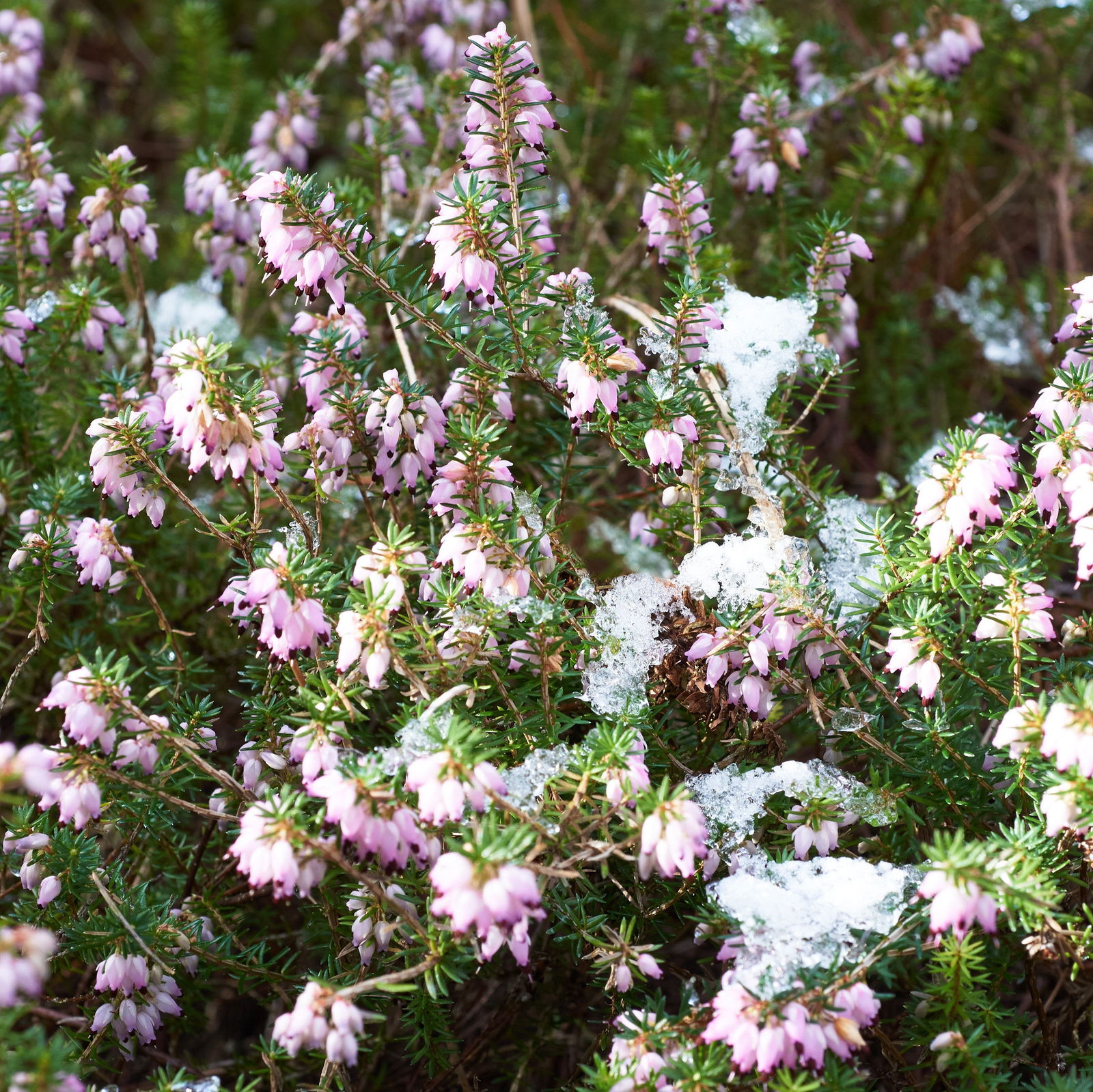 Schneeheide Ruby Glow - Erica carnea Ruby Glow günstig kaufen