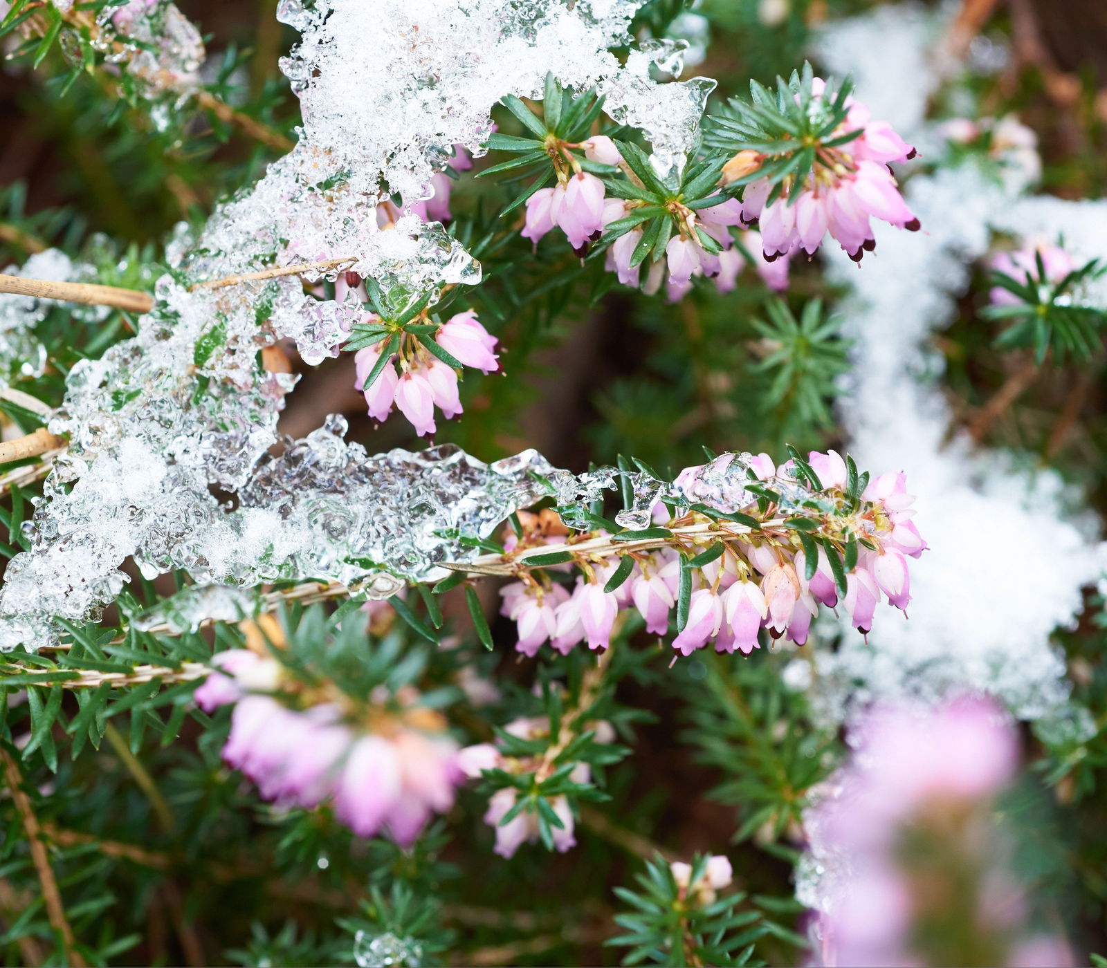 Schneeheide Ruby Glow - Erica carnea Ruby Glow günstig kaufen