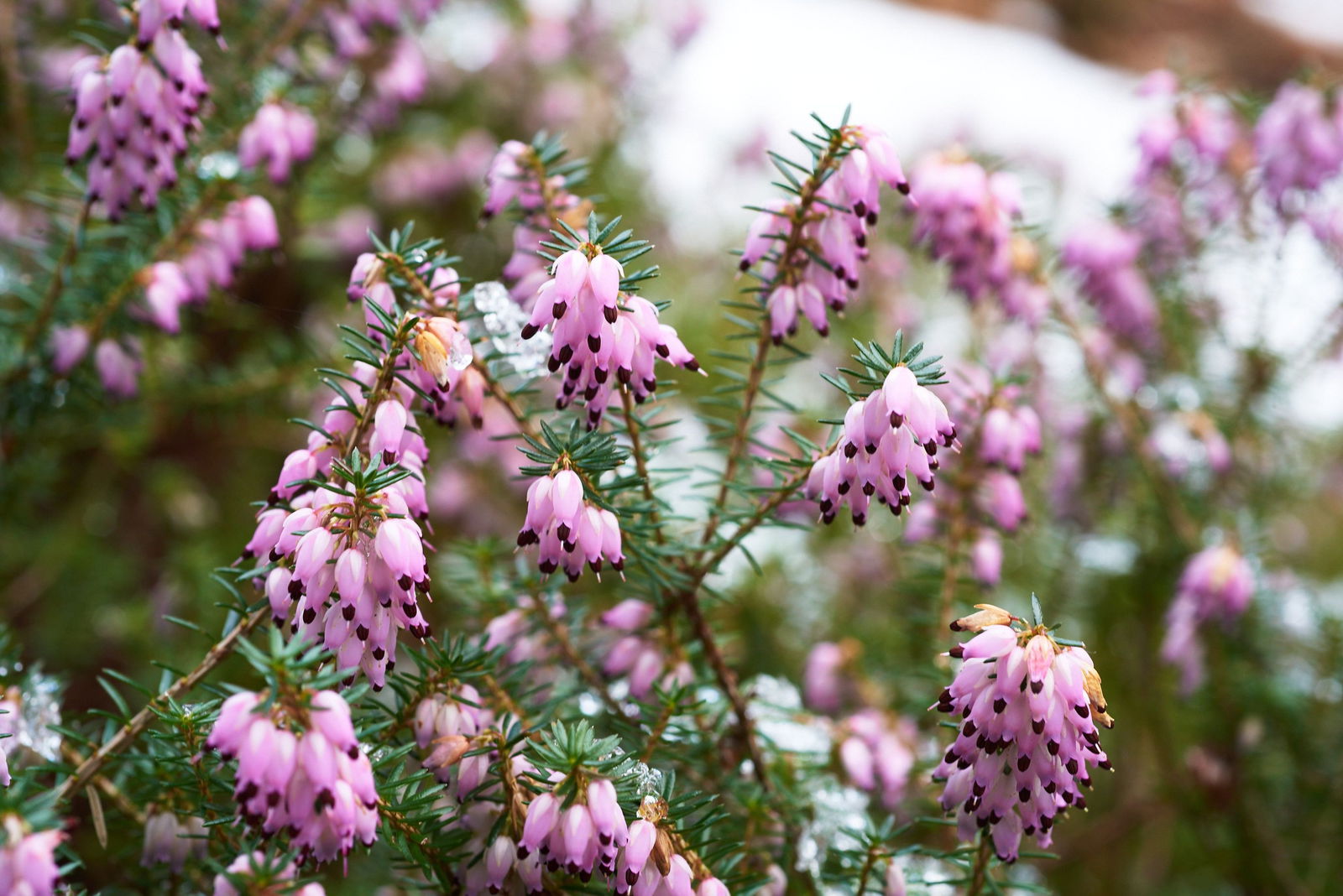 Schneeheide Ruby Glow - Erica carnea Ruby Glow günstig kaufen