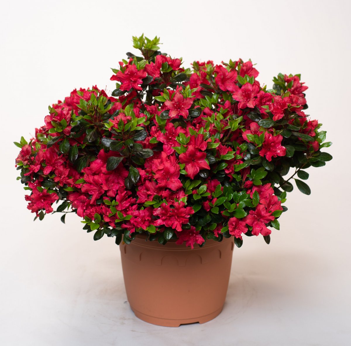 Japanische Azalee Johanna - Rhododendron obtusum Johanna günstig kaufen