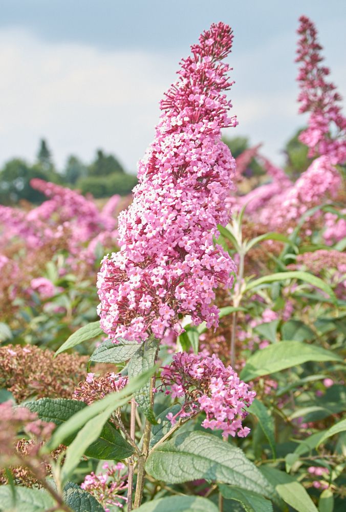 Vielfarbiger Sommerflieder - Buddleja davidii Flower Power günstig kaufen