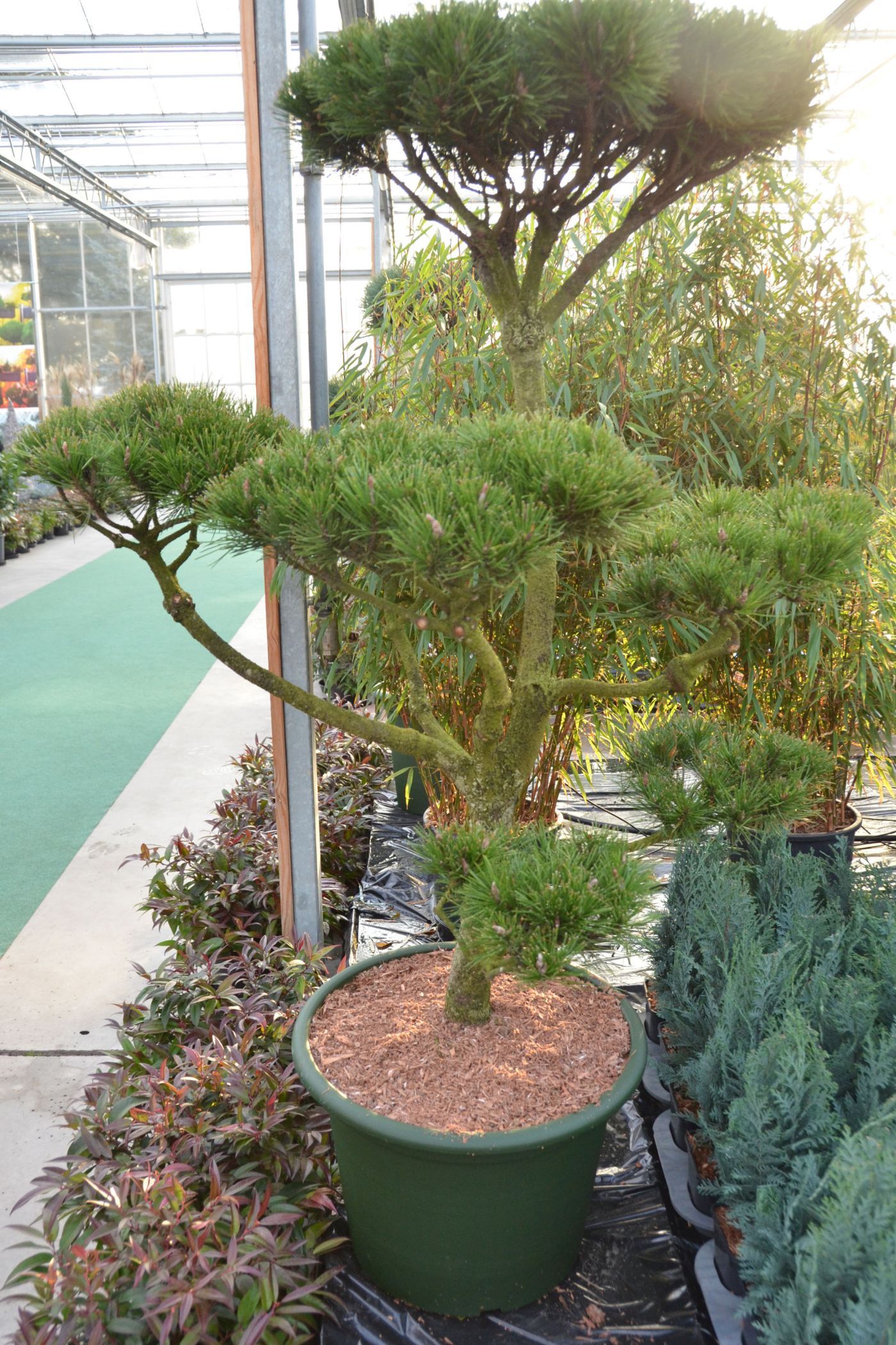 Küstenkiefer Chief Joseph - Pinus contorta Chief Joseph günstig kaufen