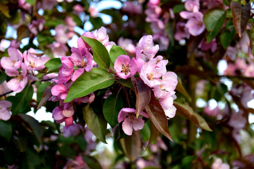 Zierapfel Radiant - Malus Radiant günstig kaufen