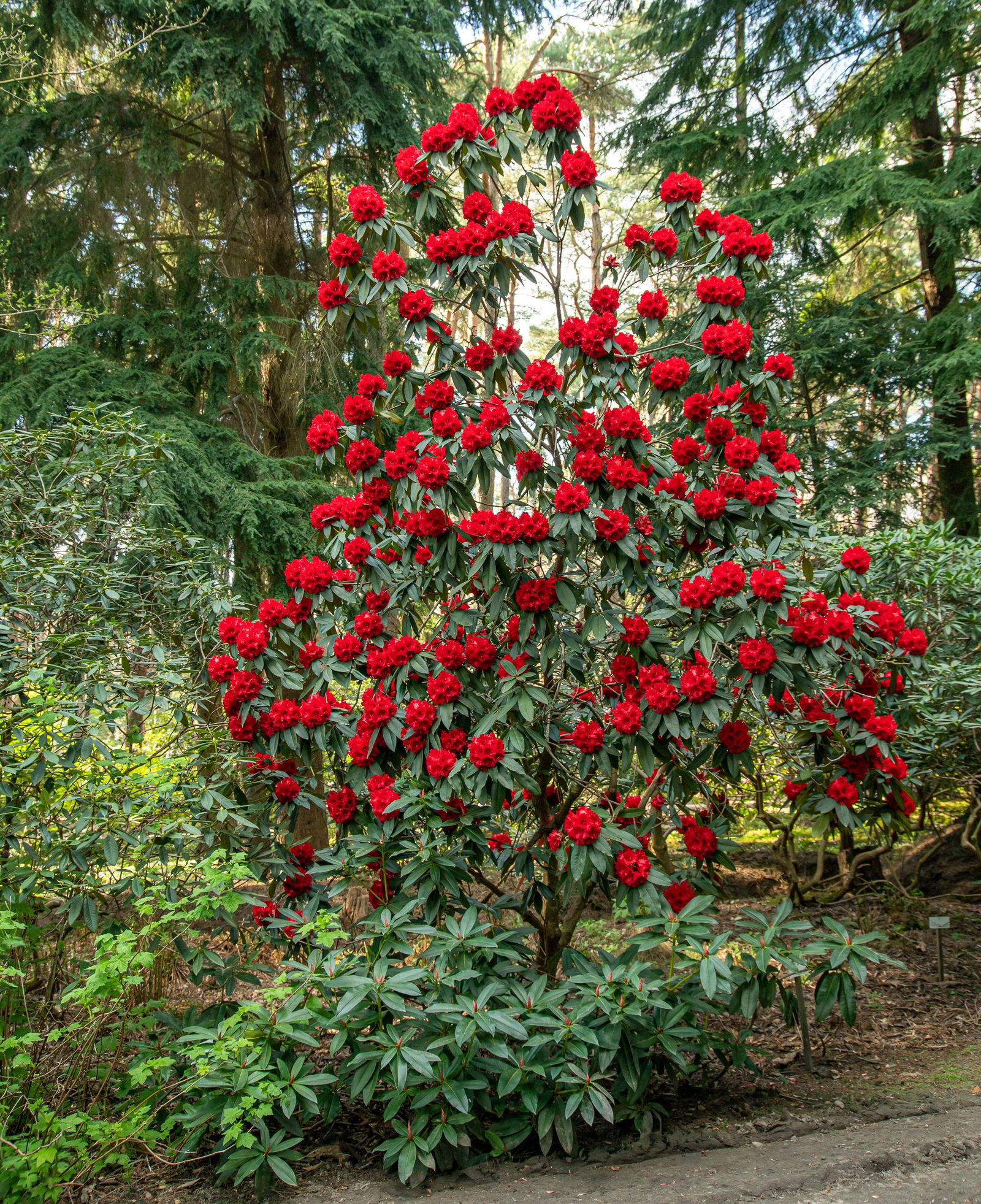 Rhododendron Taurus - Rhododendron Hybride Taurus günstig kaufen