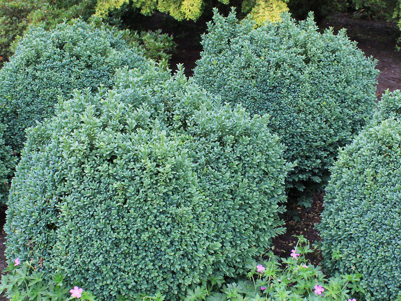 Großblättriger Buchsbaum - Buxus sempervirens Rotundifolia günstig kaufen