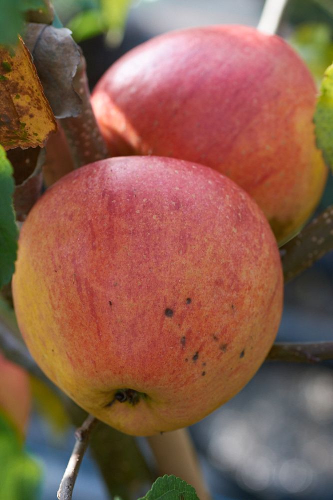 Apfel Pinova - Malus Pinova günstig kaufen