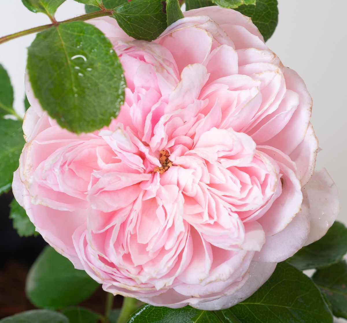 Rose Larissa® - Rosa Larissa günstig kaufen