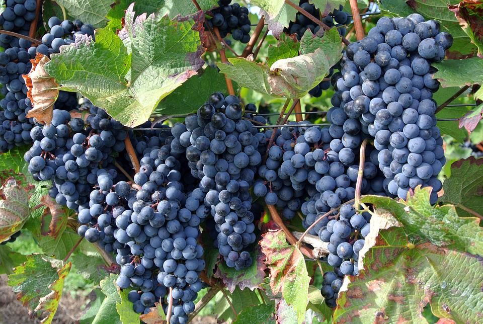 Vitis Muscat Bleu - Tafeltraube Muscat Bleu | jetzt günstig online ...