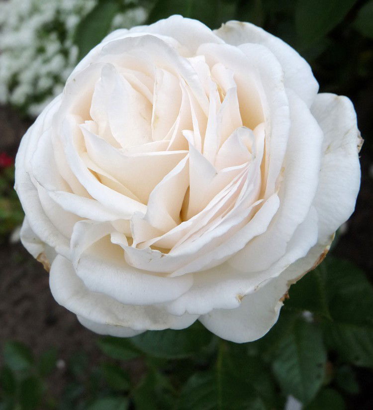 Edelrose Elvis - Rosa Elvis günstig kaufen