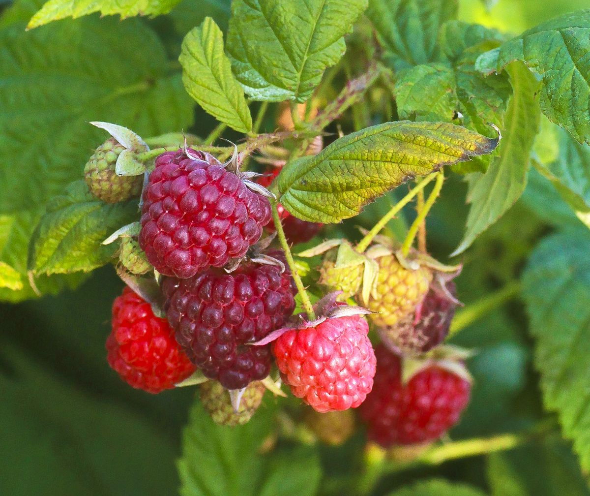 Himbeere Schönemann - Rubus idaeus Schönemann günstig kaufen