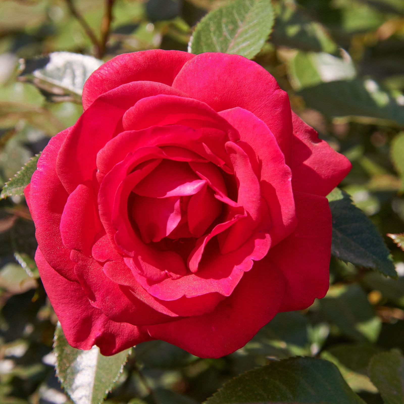 Rose Amadeus ® - Rosa Amadeus ® günstig kaufen