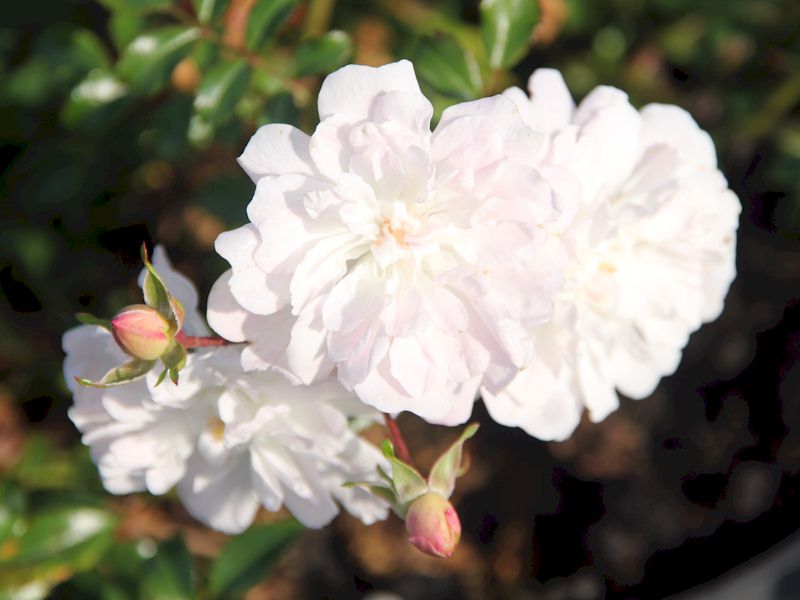 Bodendeckerrose Swany - Rosa Swany günstig kaufen