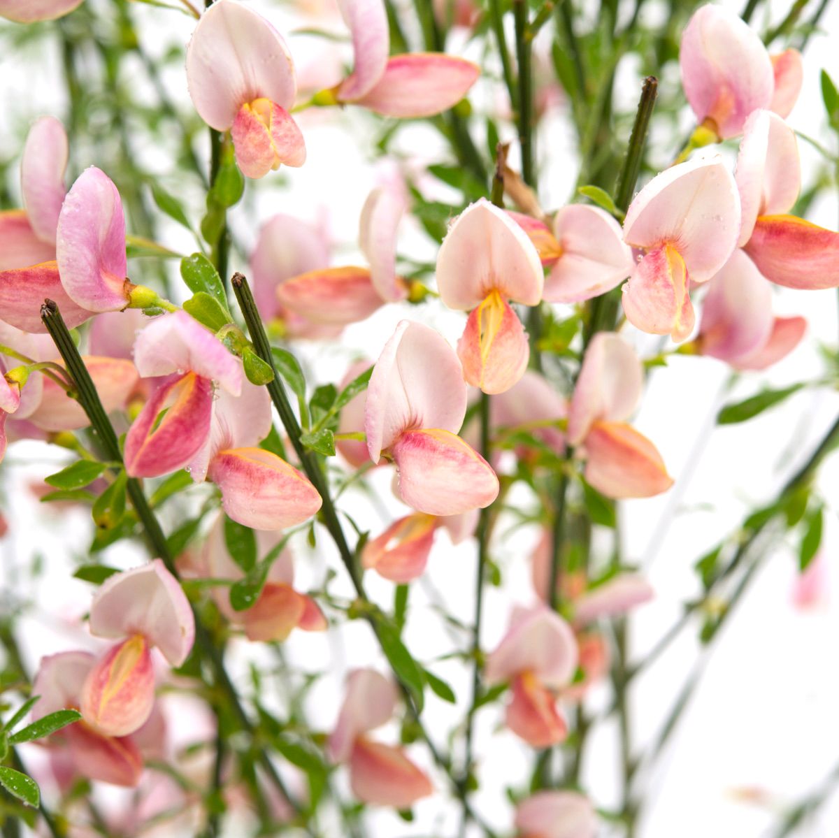 Edelginster Boskoop Ruby - Cytisus scoparius Boskoop Ruby günstig kaufen