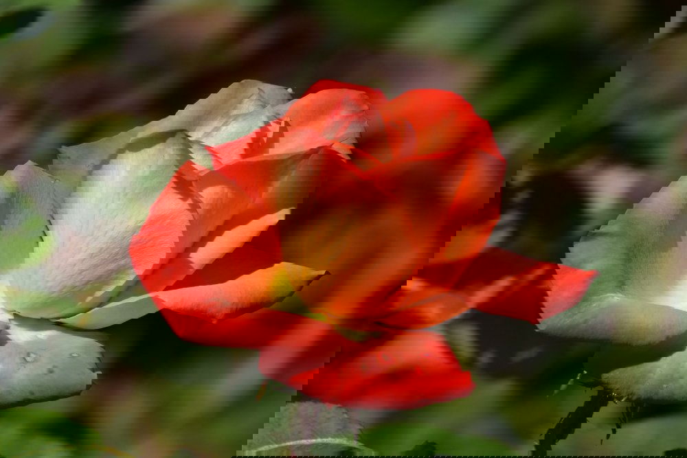 Edelrose France Libre - Rosa France Libre günstig online kaufen