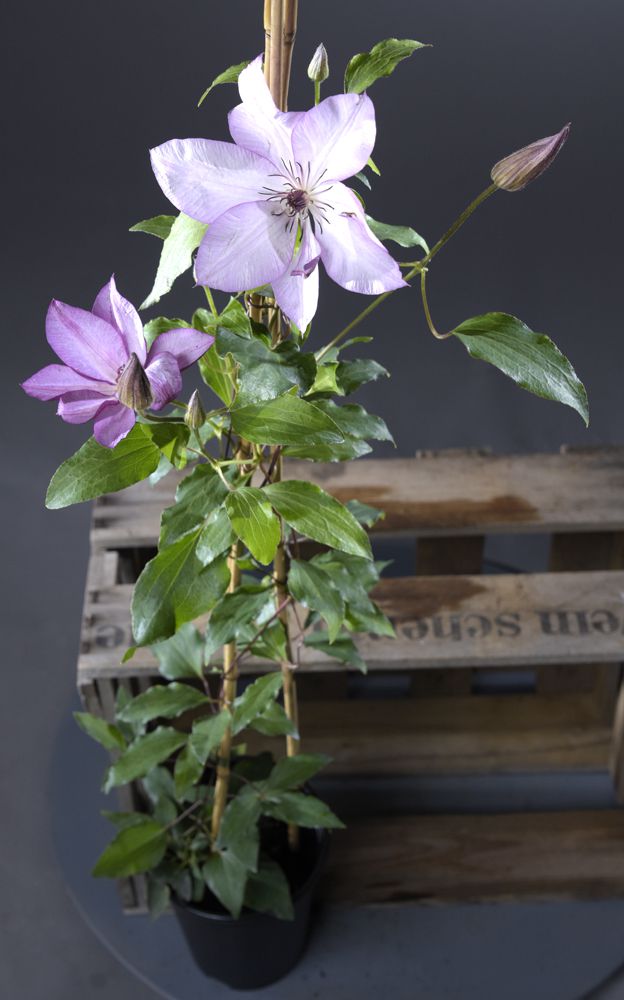Waldrebe Omoshiro - Clematis Omoshiro günstig kaufen