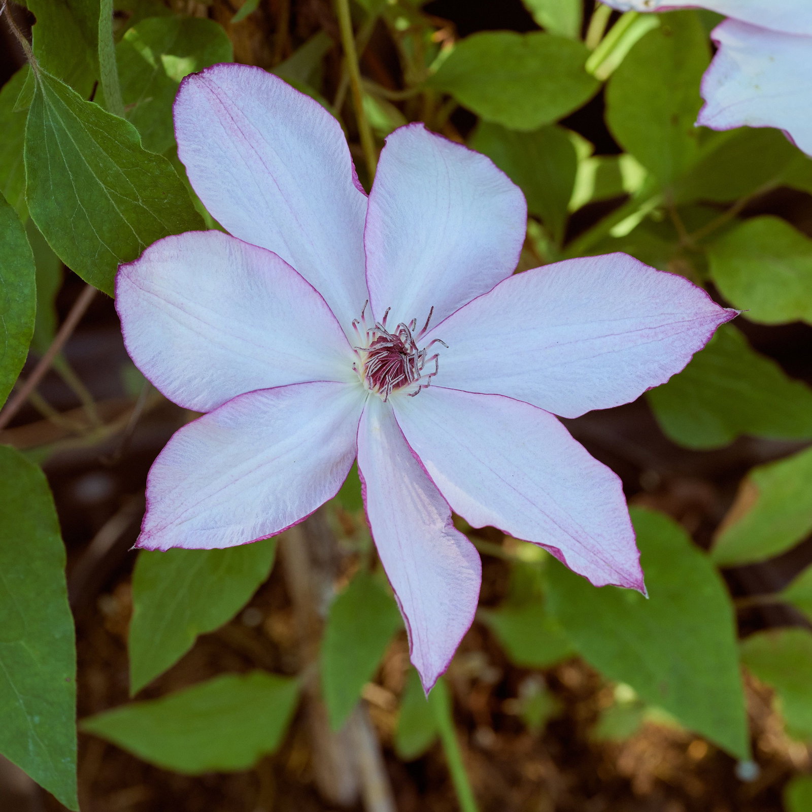 Waldrebe Omoshiro - Clematis Omoshiro günstig kaufen