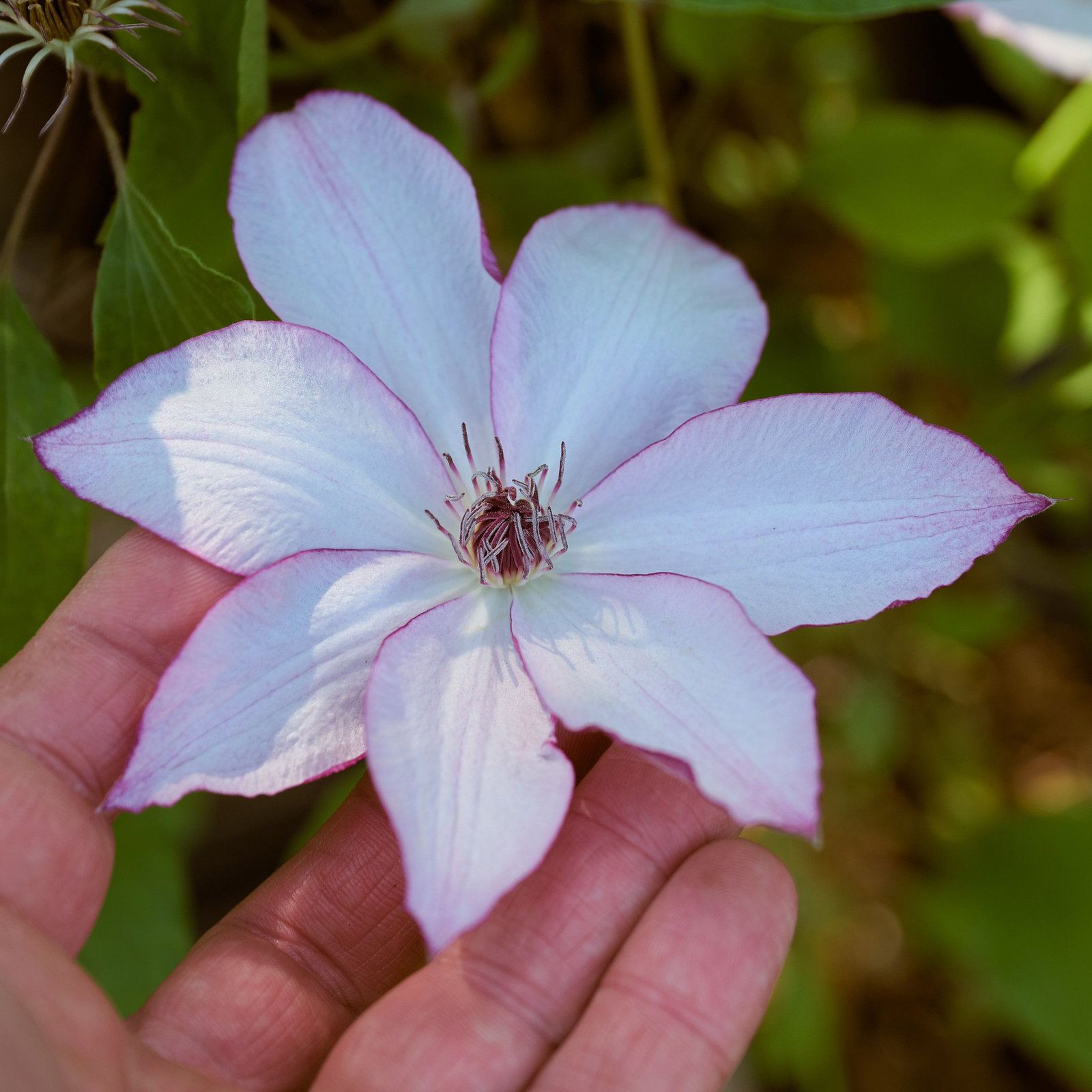 Waldrebe Omoshiro - Clematis Omoshiro günstig kaufen