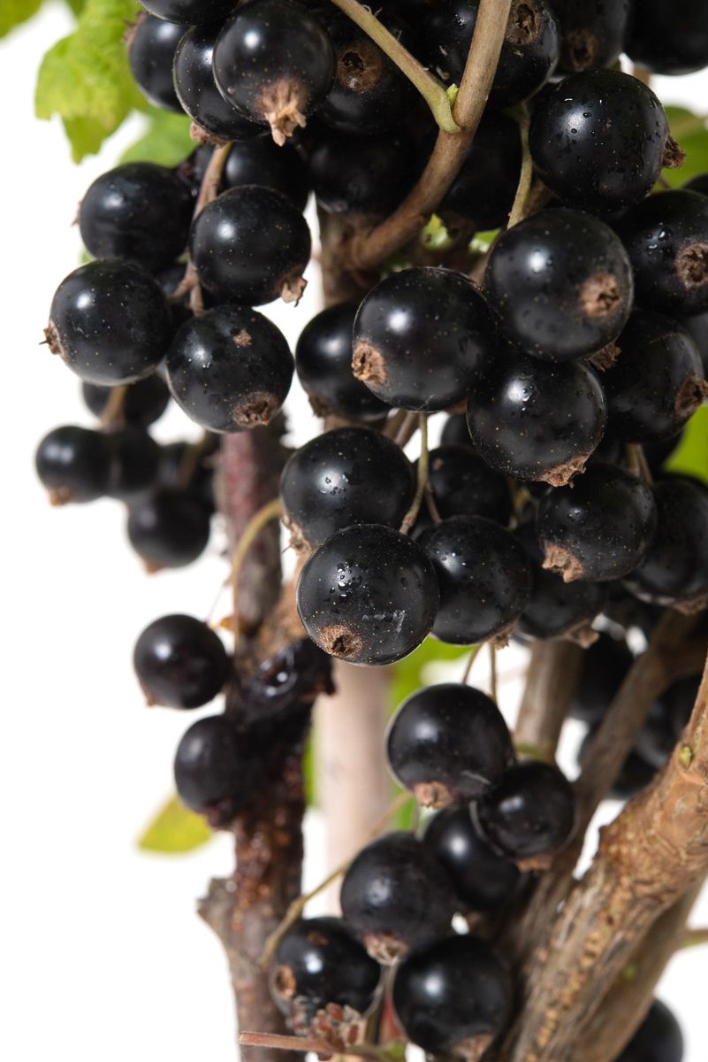 Schwarze Johannisbeere Titania - Ribes nigrum Titania günstig kaufen