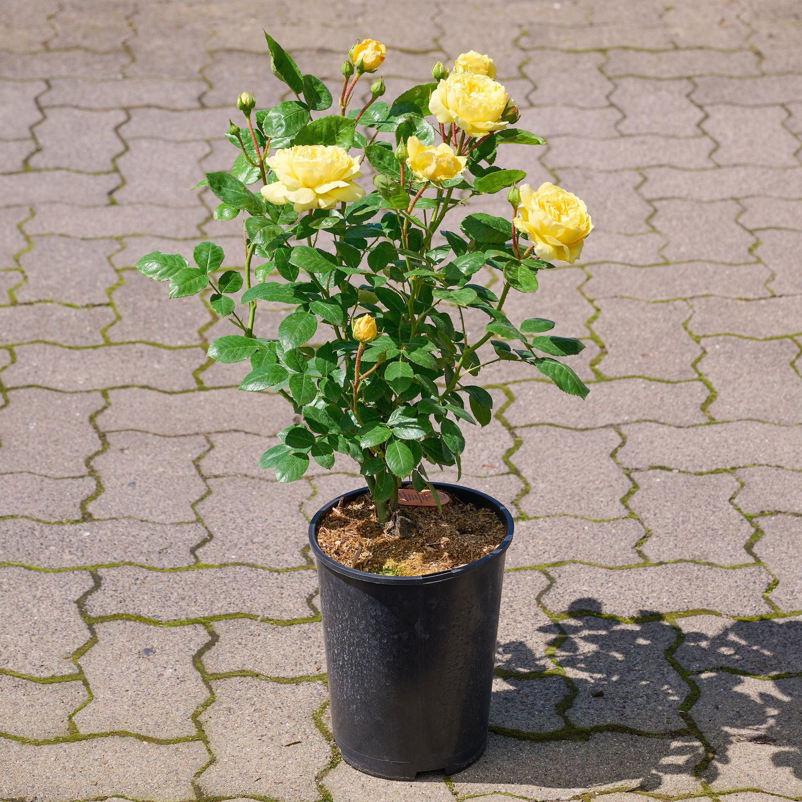 Rose Yellow Meilove - Rosa Yellow Meilove günstig kaufen