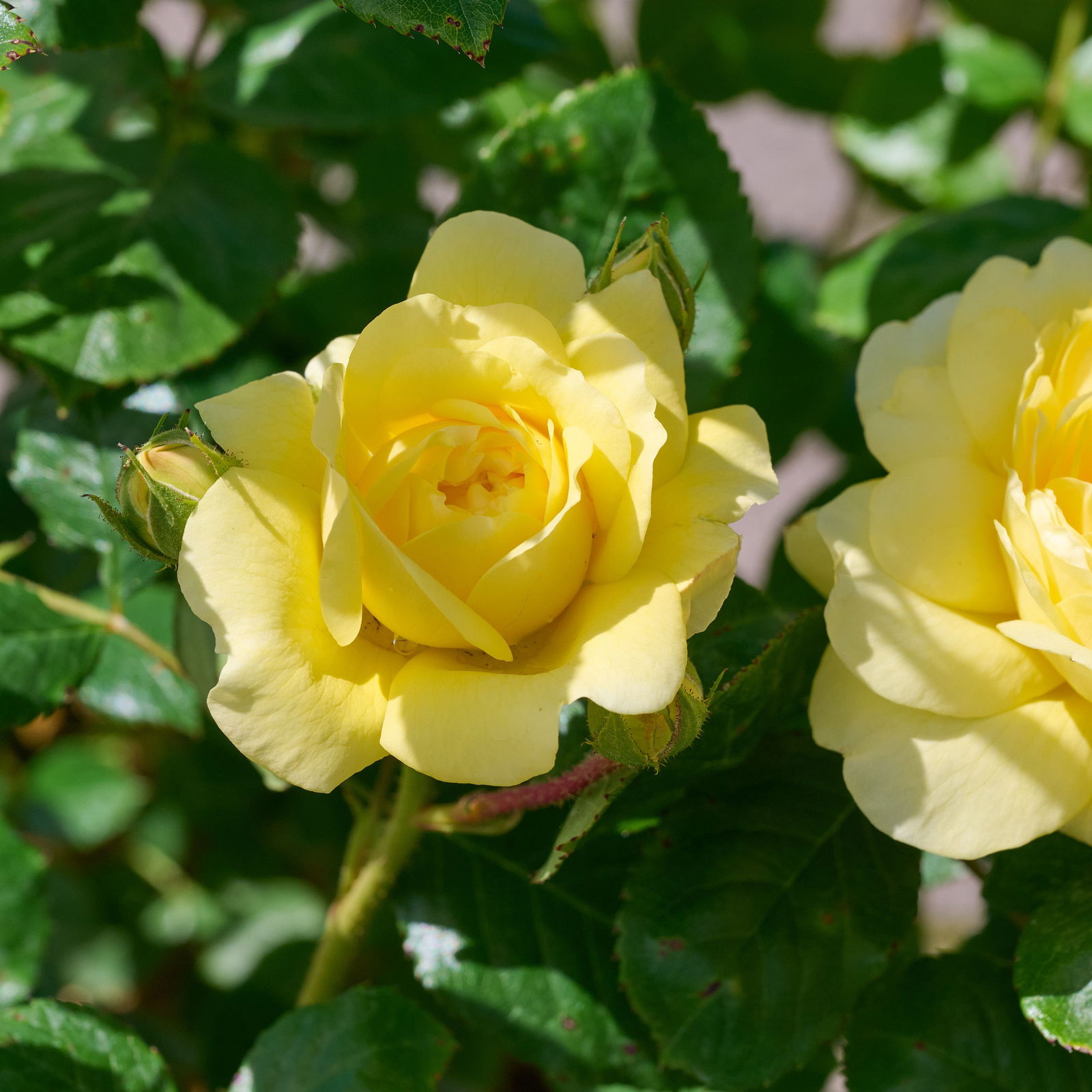 Rose Yellow Meilove - Rosa Yellow Meilove günstig kaufen