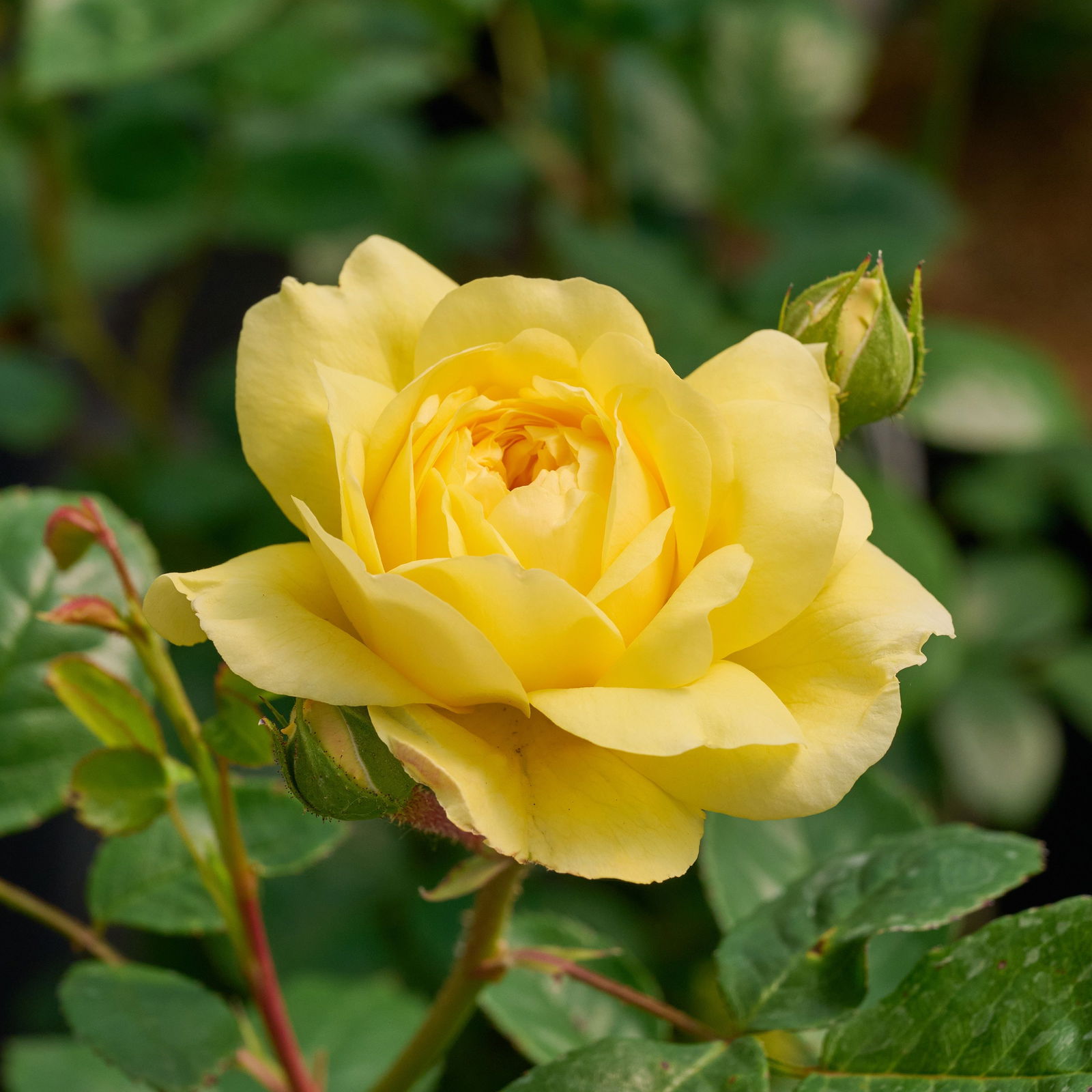 Rose Yellow Meilove - Rosa Yellow Meilove günstig kaufen