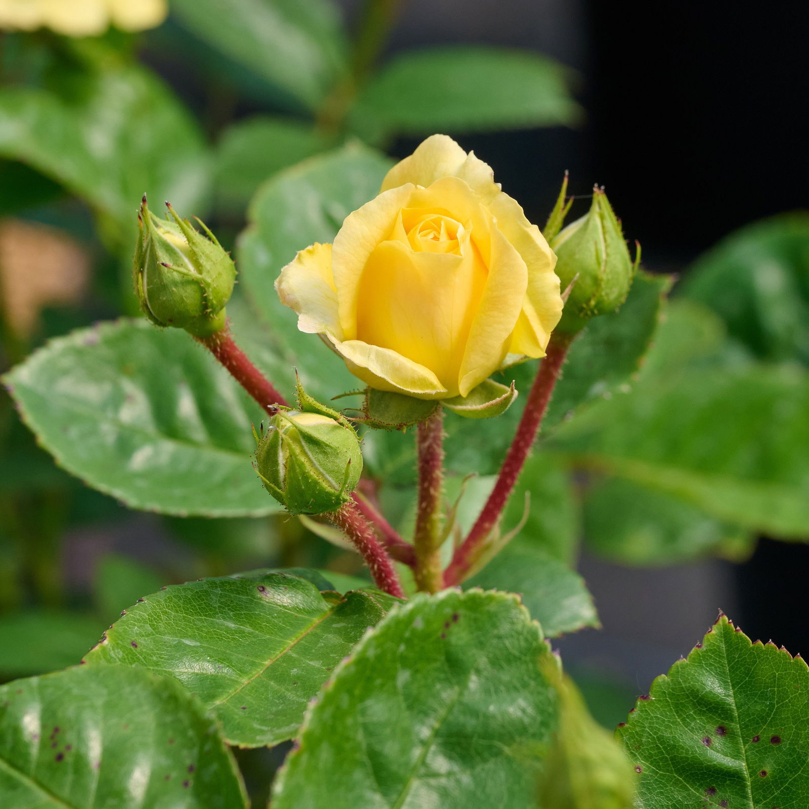 Rose Yellow Meilove - Rosa Yellow Meilove günstig kaufen