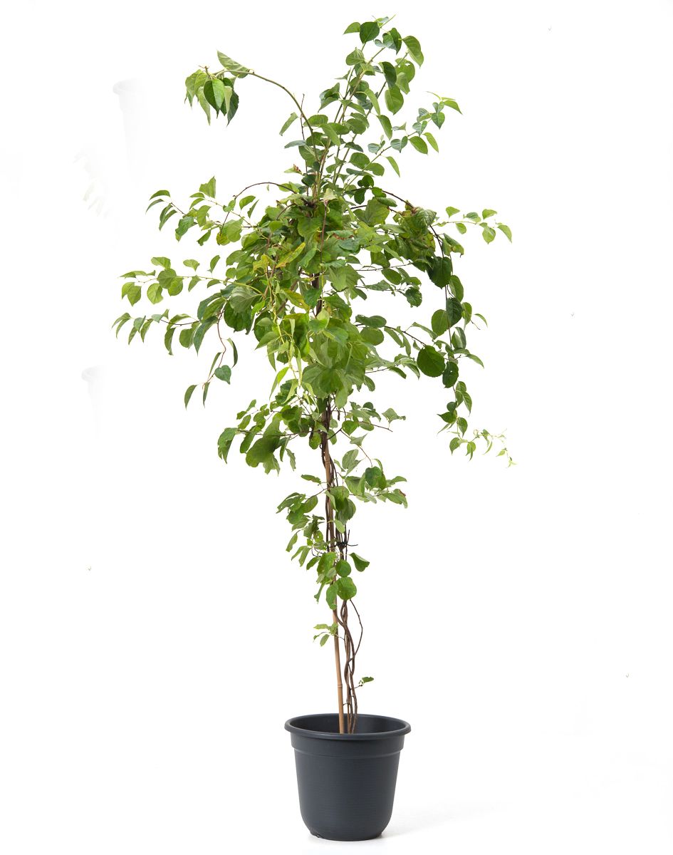 Rotblättriger Baumwürger Diana (weiblich) - Celastrus orbiculatus Diana ...