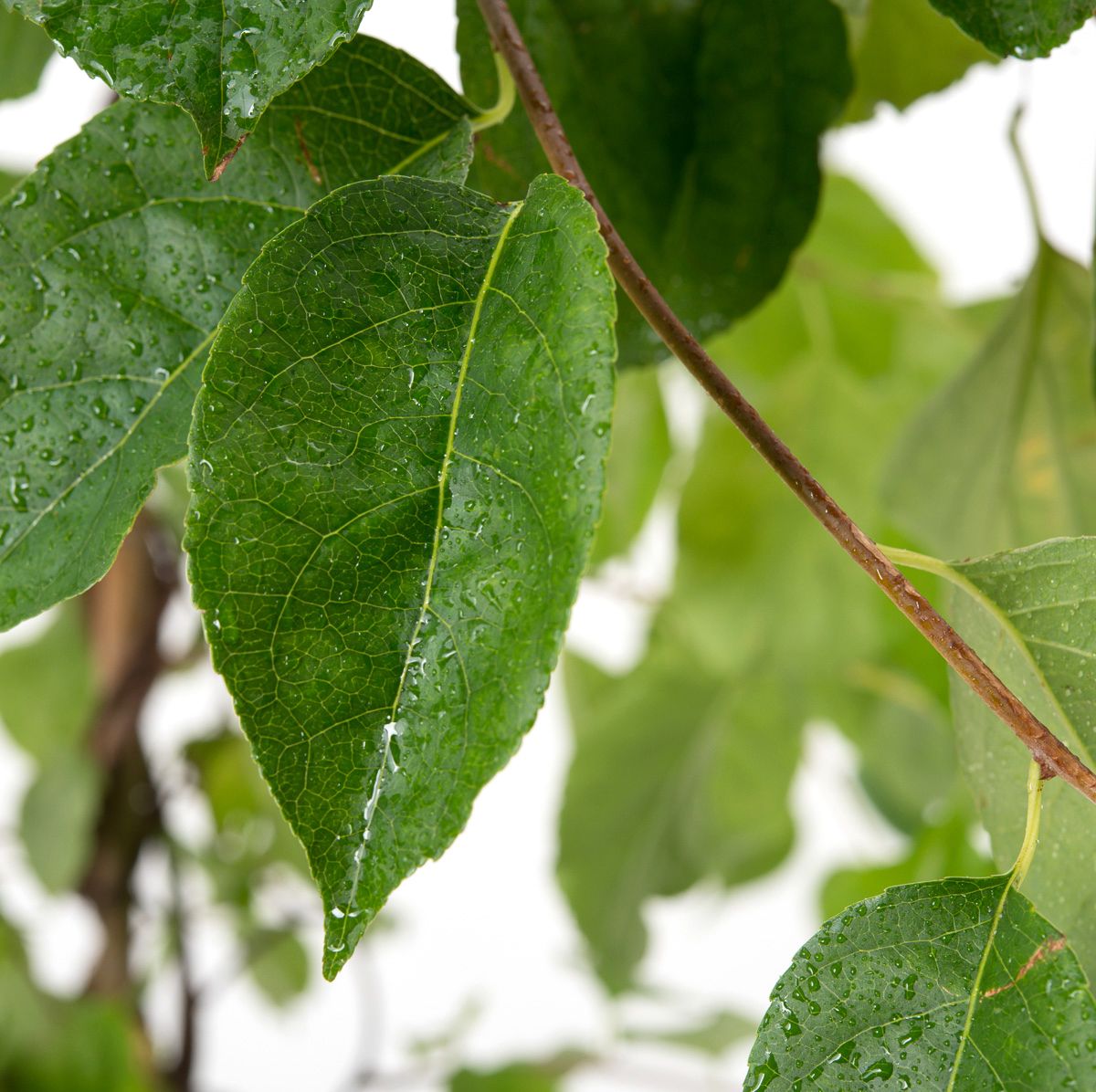 Rotblättriger Baumwürger Diana (weiblich) - Celastrus orbiculatus Diana ...