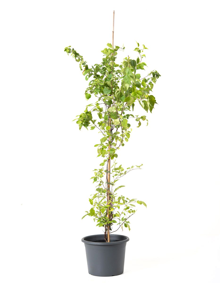 Rotblättriger Baumwürger Hercules (männlich) - Celastrus orbiculatus ...