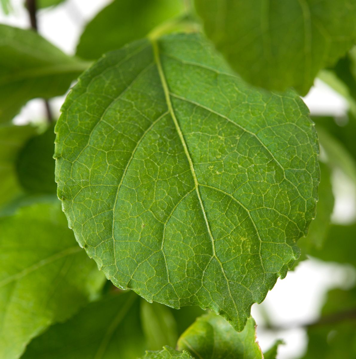 Rotblättriger Baumwürger Hercules (männlich) - Celastrus orbiculatus ...