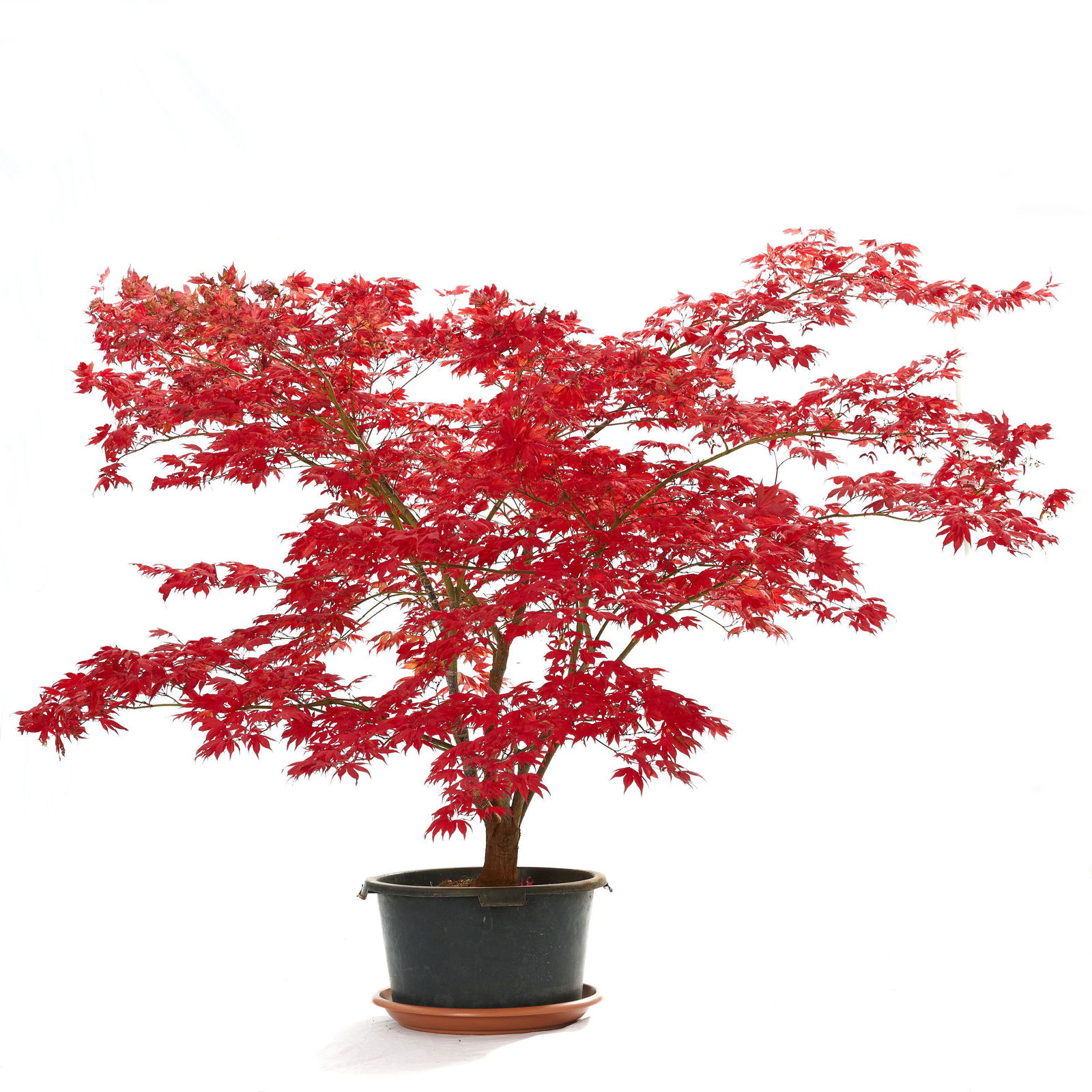 Fächerahorn Samurai - Acer palmatum Samurai günstig kaufen